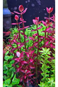 GB AQUA Bitkili Akvaryum Başlangıç Seti | Eledoa + Rotala Orange ...