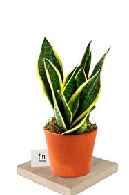 Byaysima Sansevieria Zeylanica Canlı Saksıda Paşa Kılıcı Hava ...