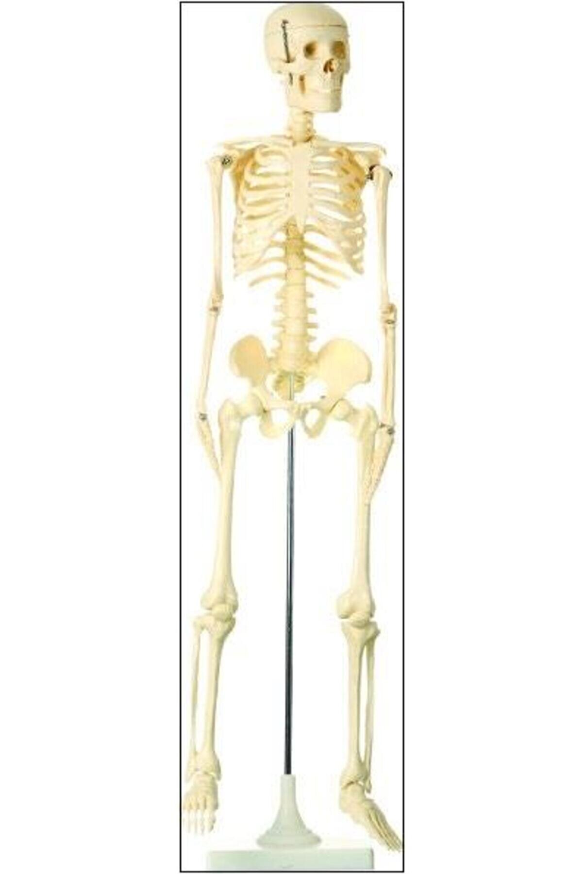 Edulab İnsan Iskelet Modeli 85cm Fiyatı, Yorumları - Trendyol