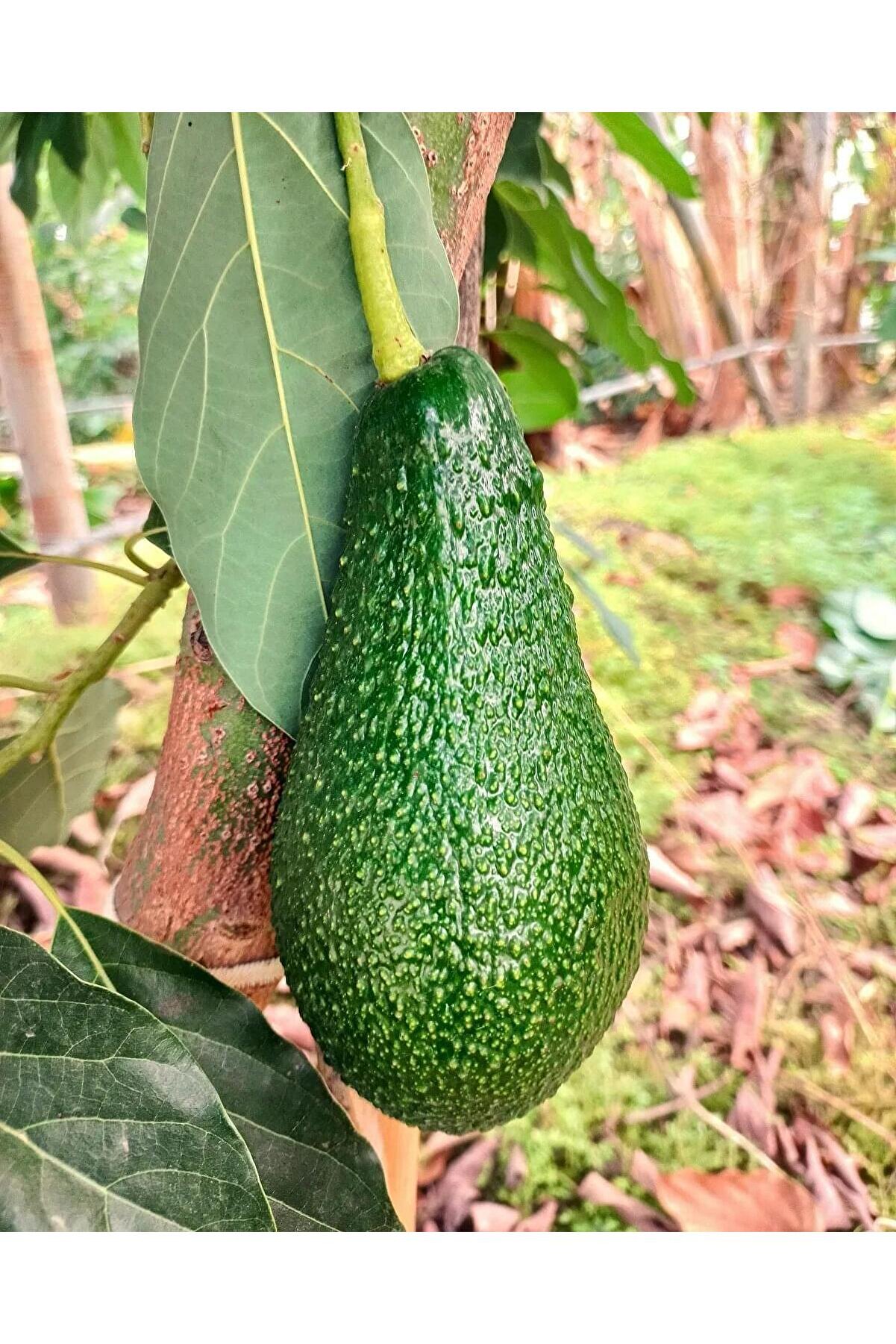 ZEYSEN TROPİKAL Zutano Avokado ağacı - Fiyatı, Yorumları