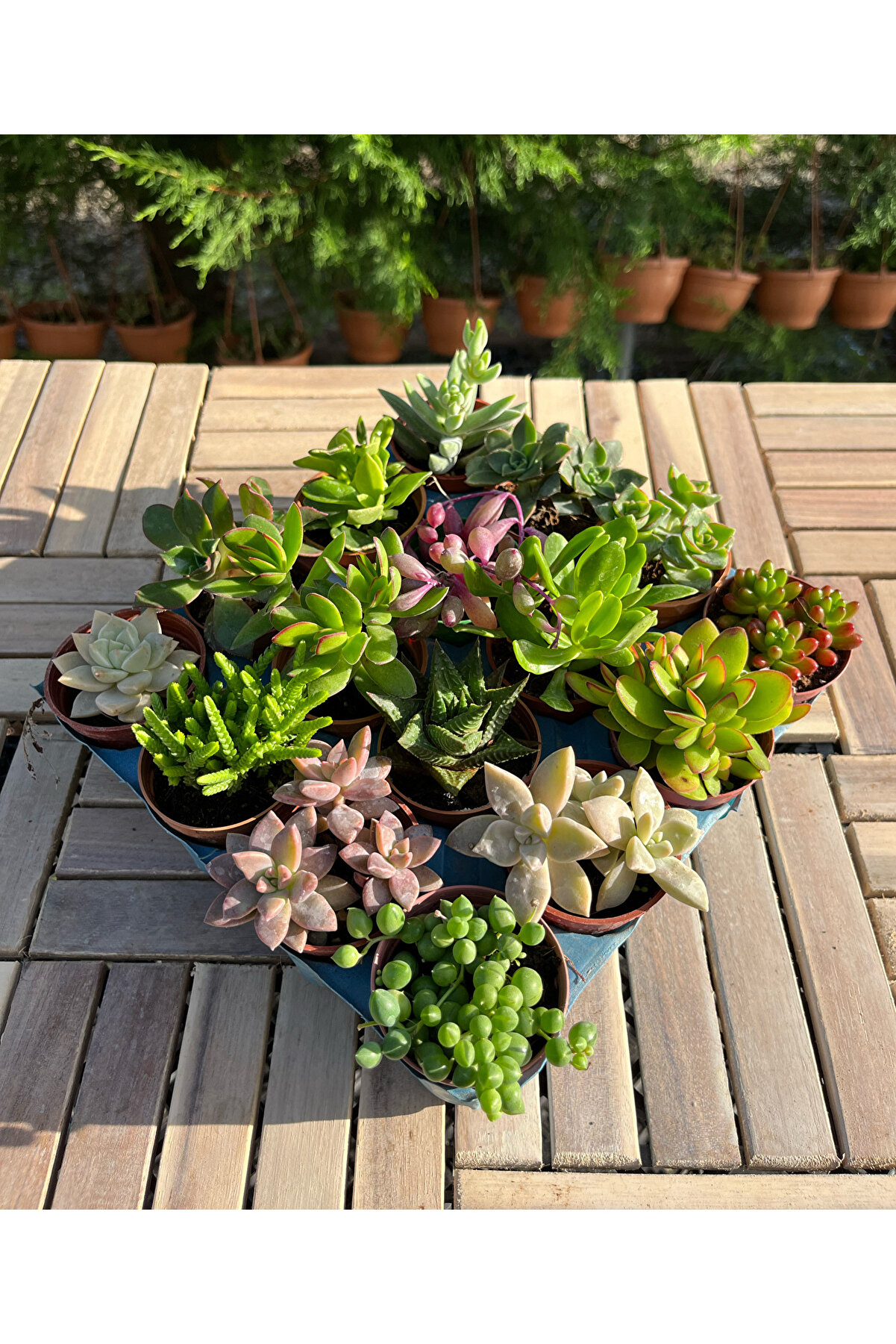 İvgen Çiçekçilik 15 Li Sukulent Mix - Fiyatı, Yorumları