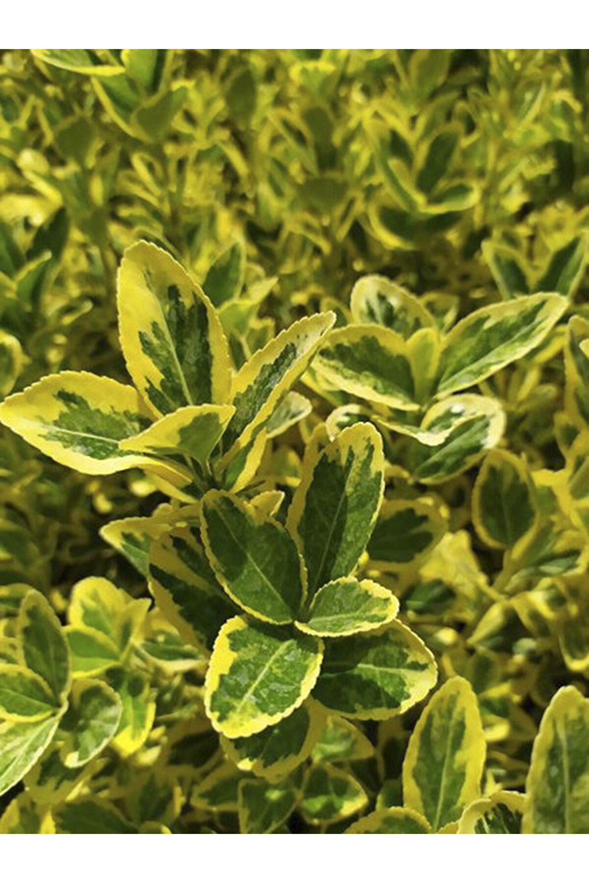 RetroCicekcilik 10 Adet Sarı Alacalı Taflan Fidesi Altuni Gold Taflan ...