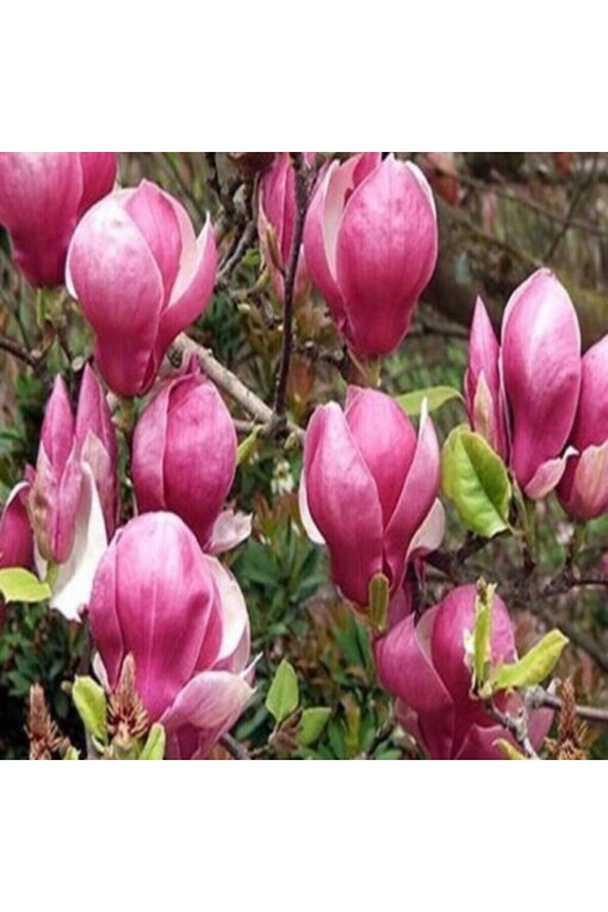 CC Manolya Yaprak Döken Manolya Tüplü 150-180 cm Bulunan Fidan Fiyatı ...