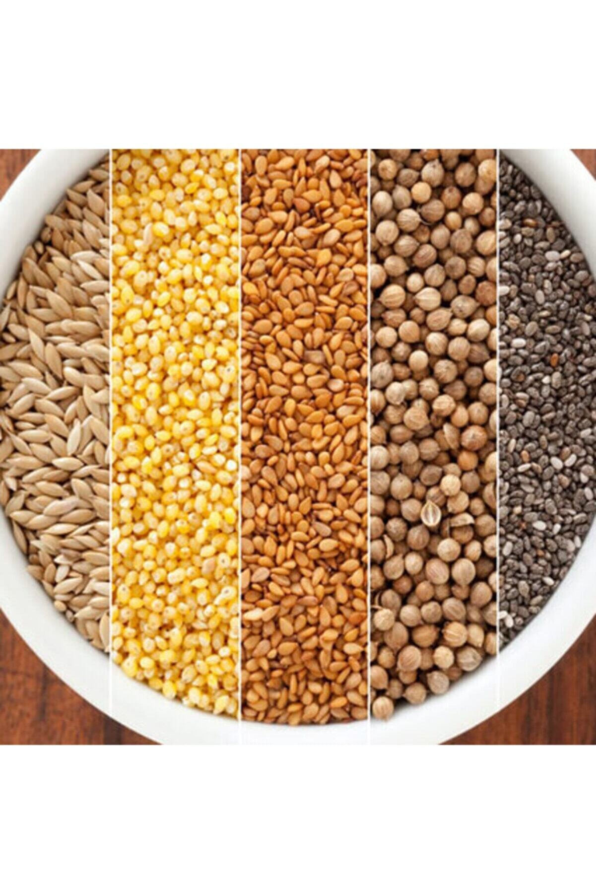 Agrobazaar 1000 Adet Muhteşem Yeşillik Tohumu Paketi-10 Farklı Çeşit ...