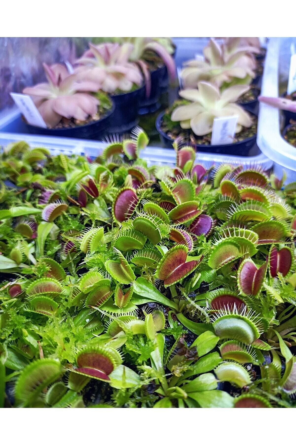 mobuflora Yarı Yetişkin (M) Dionaea Muscipula Etobur Bitki Sinek Kapan ...