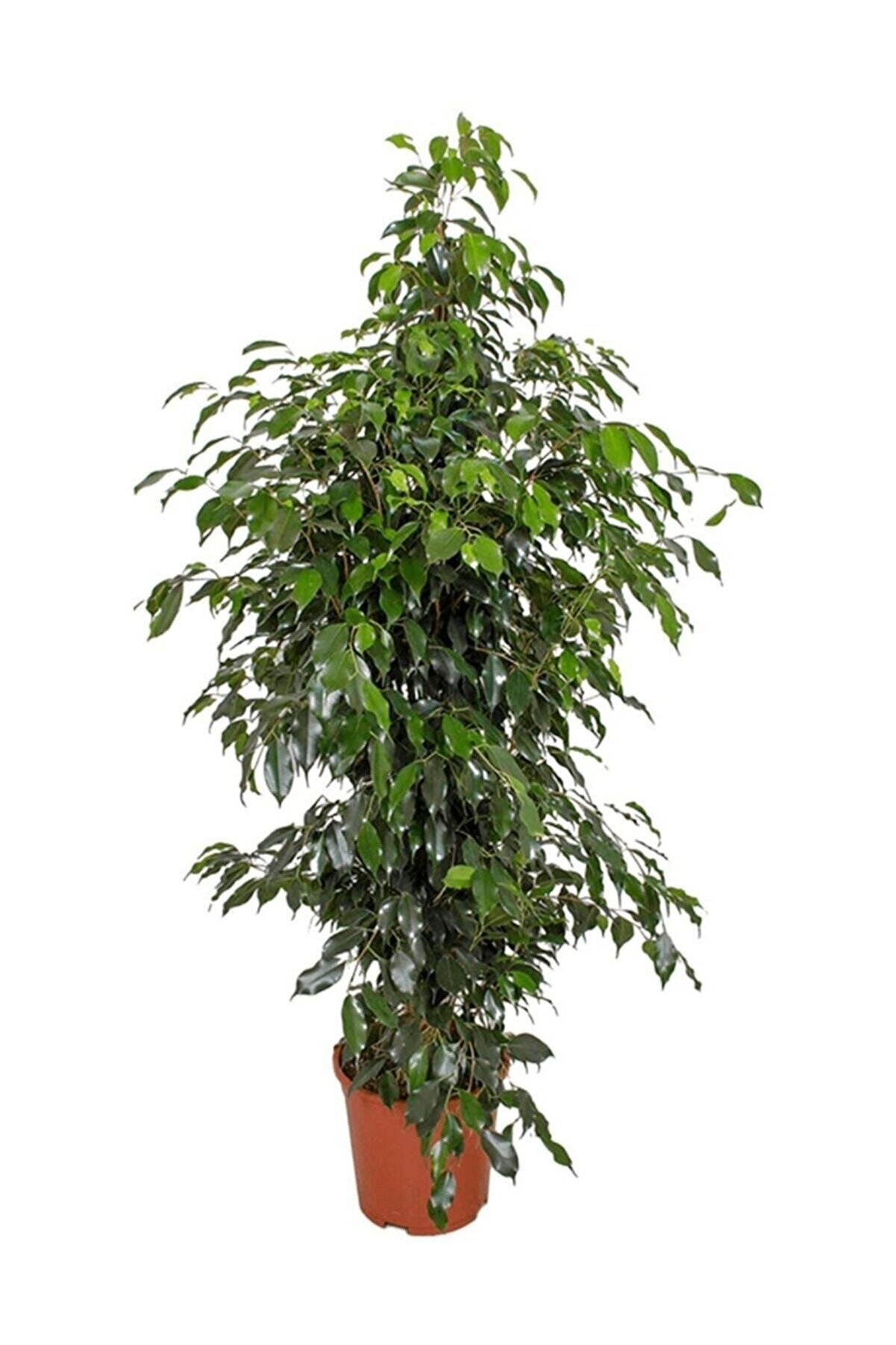 Berceste Peyzaj tasarım Benjamin Bitkisi 130 140 Cm Ficus Benjamina ...