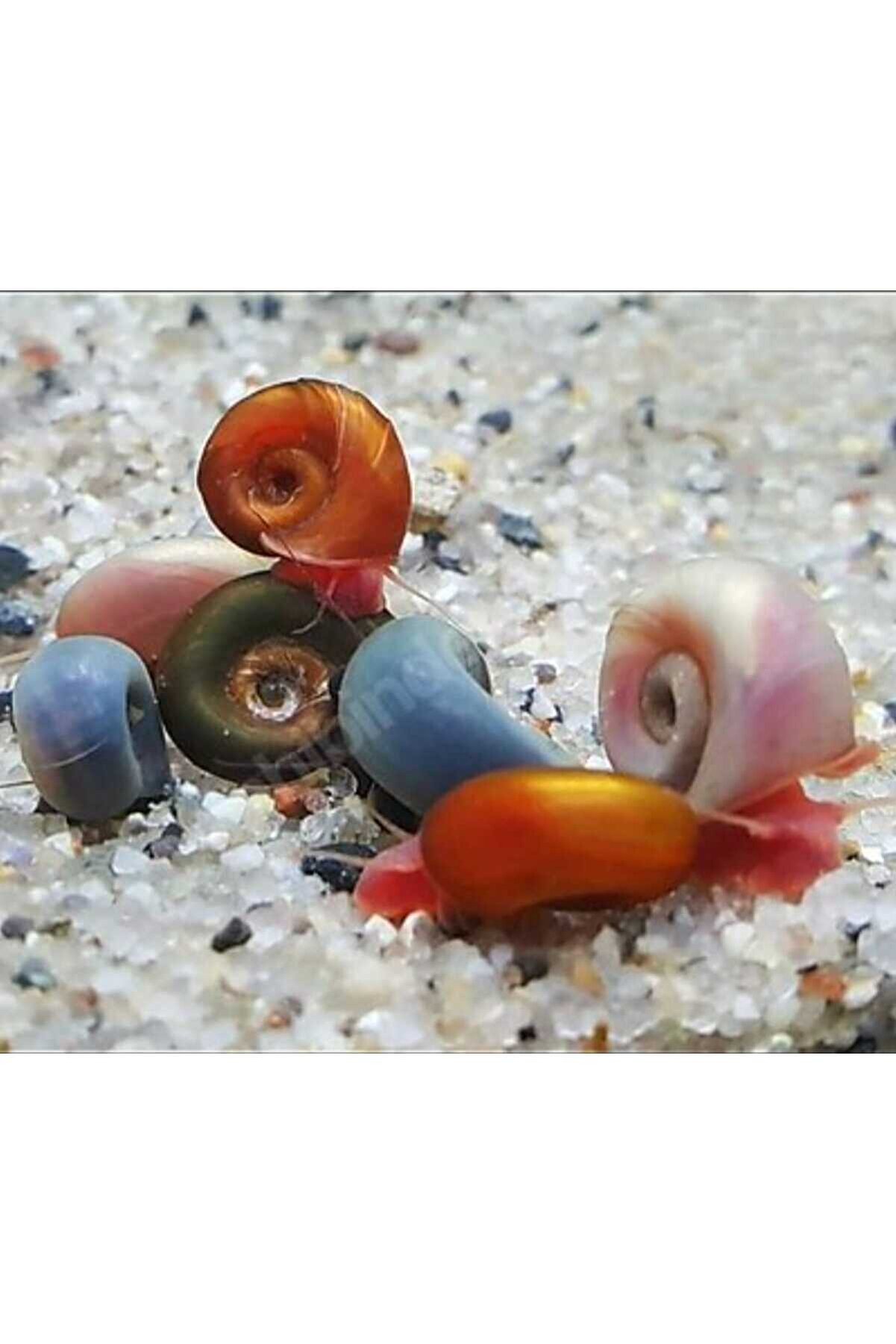 senbio Tohum Diyarı Snail Salyangoz 5 Adet Salyangoz Akvaryum Salyangoz ...