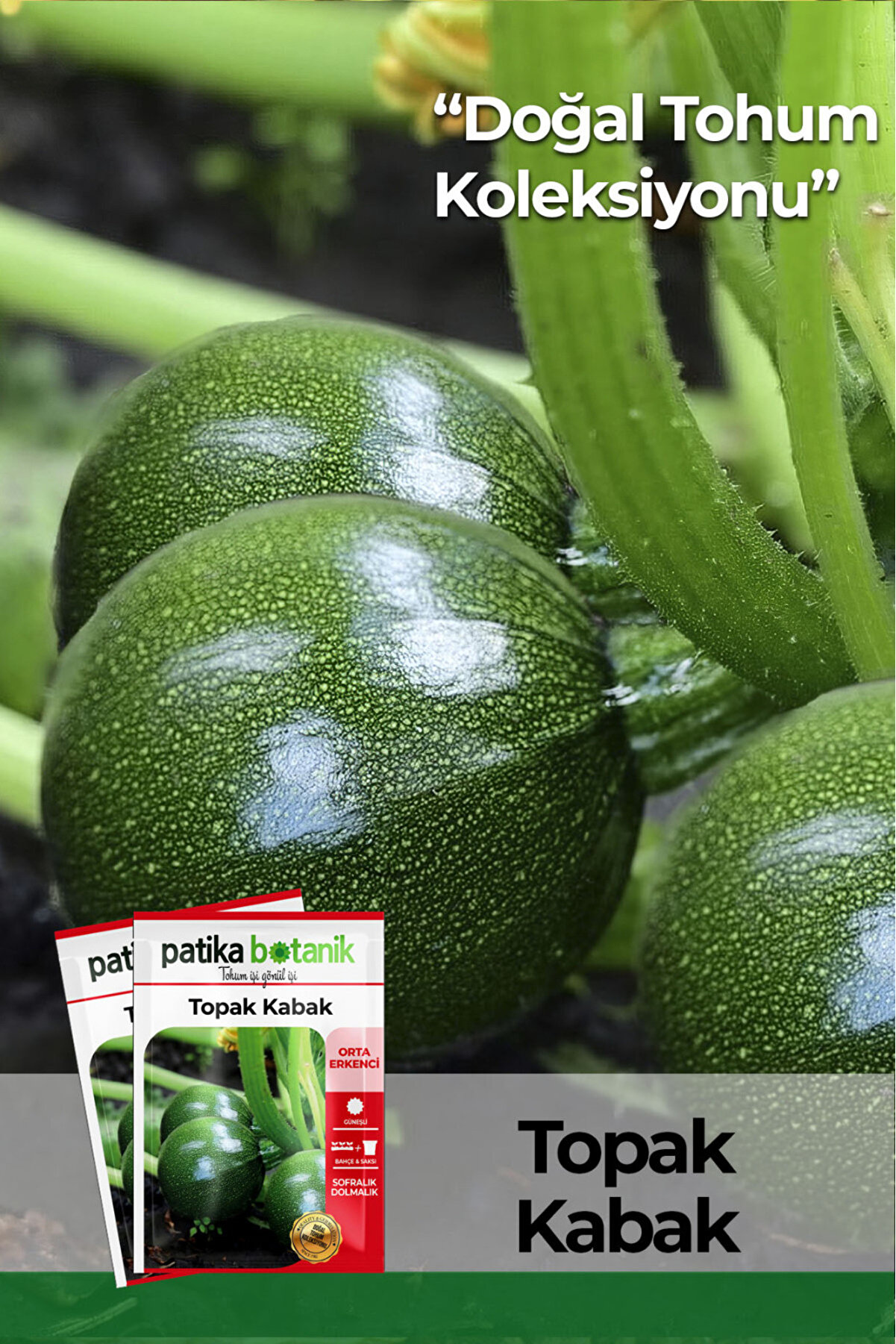 Patika Botanik 10 KG Topak Kabak Tohumu - Fiyatı, Yorumları