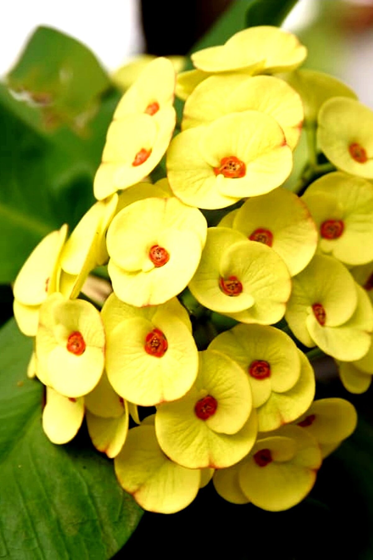 ÇİÇEKFLİX Sarı Dikenler Tacı Milli 15 -20 Cm Mini Boy Fiyatı, Yorumları ...