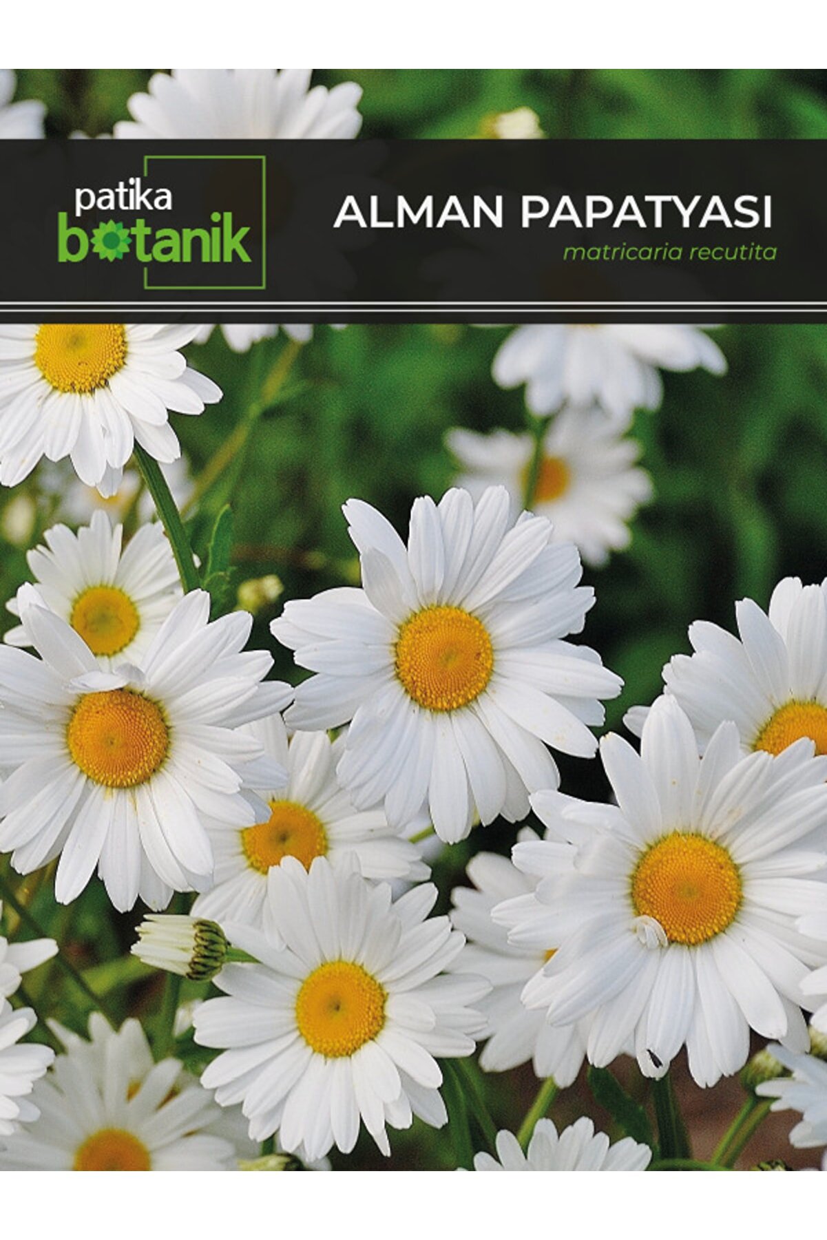 Patika Botanik 100 Adet Alman Papatya Tohumu Fiyatı, Yorumları - Trendyol