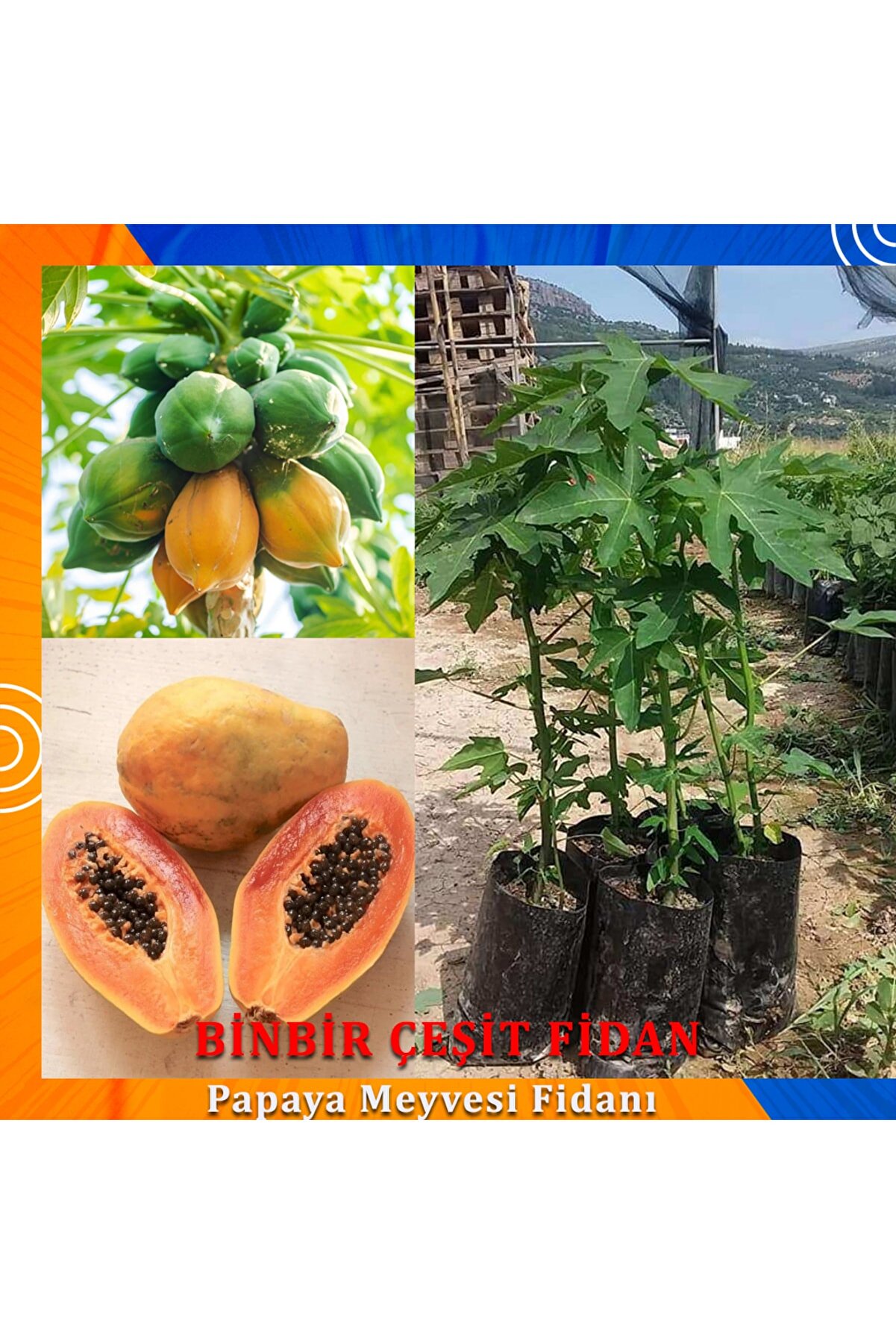 BİNBİR ÇEŞİT FİDAN Papaya Meyvesi Fidanı - Fiyatı, Yorumları