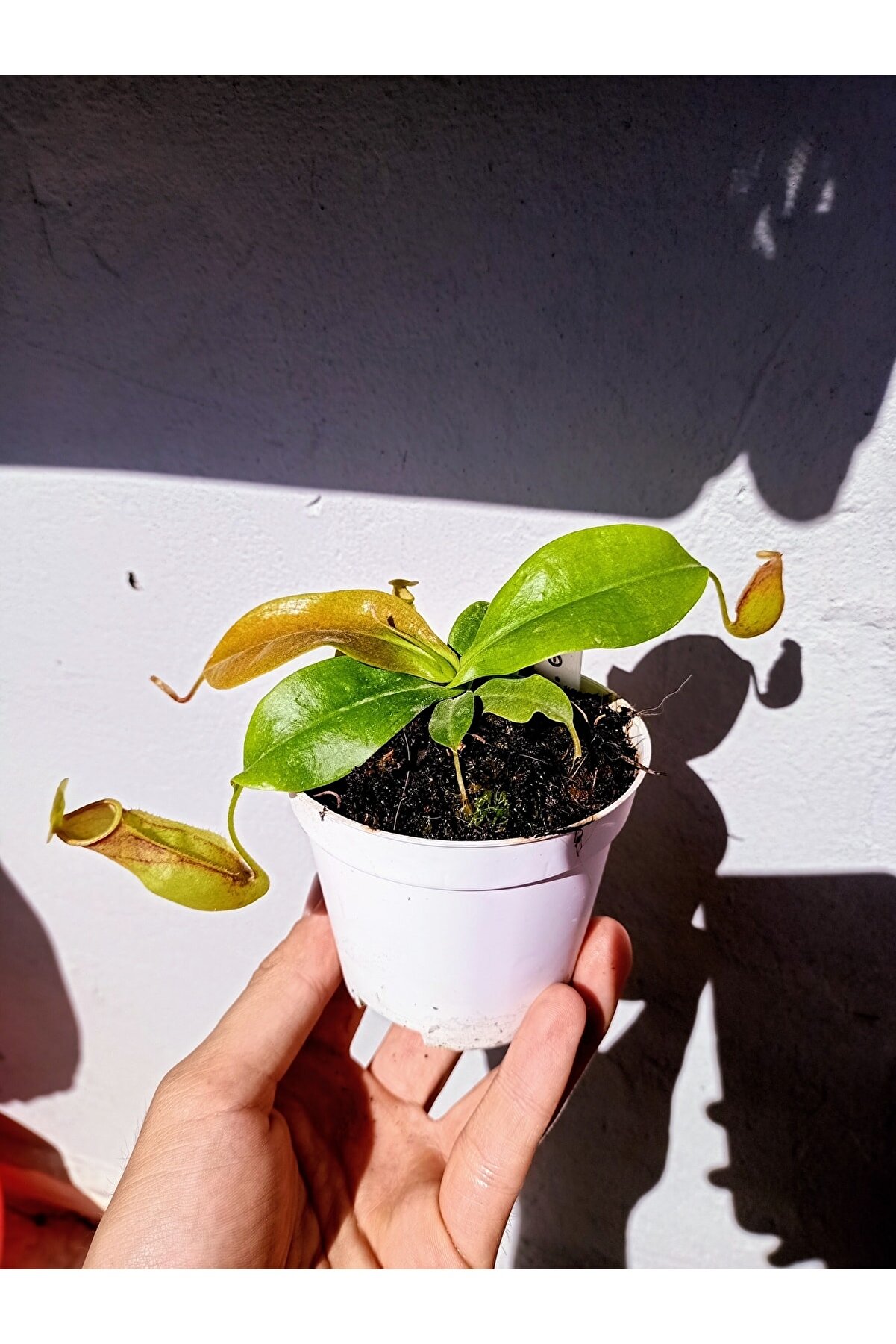 mobuflora Nepenthes Gaya Sinek Kapan Etobur Bitki Su Ibriği Fiyatı ...