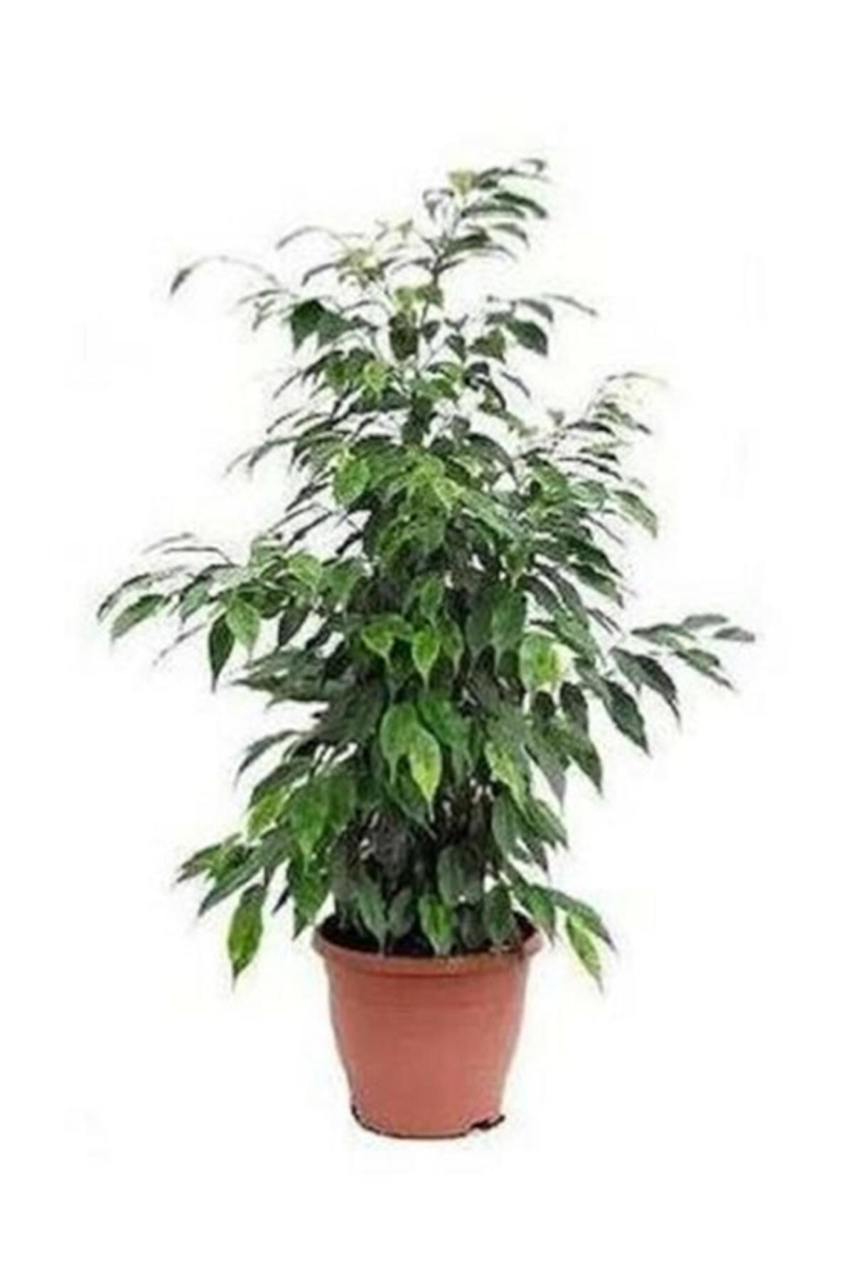 Berceste Peyzaj tasarım Benjamin Bitkisi 60 80 Cm Ficus Benjamina Ofis ...