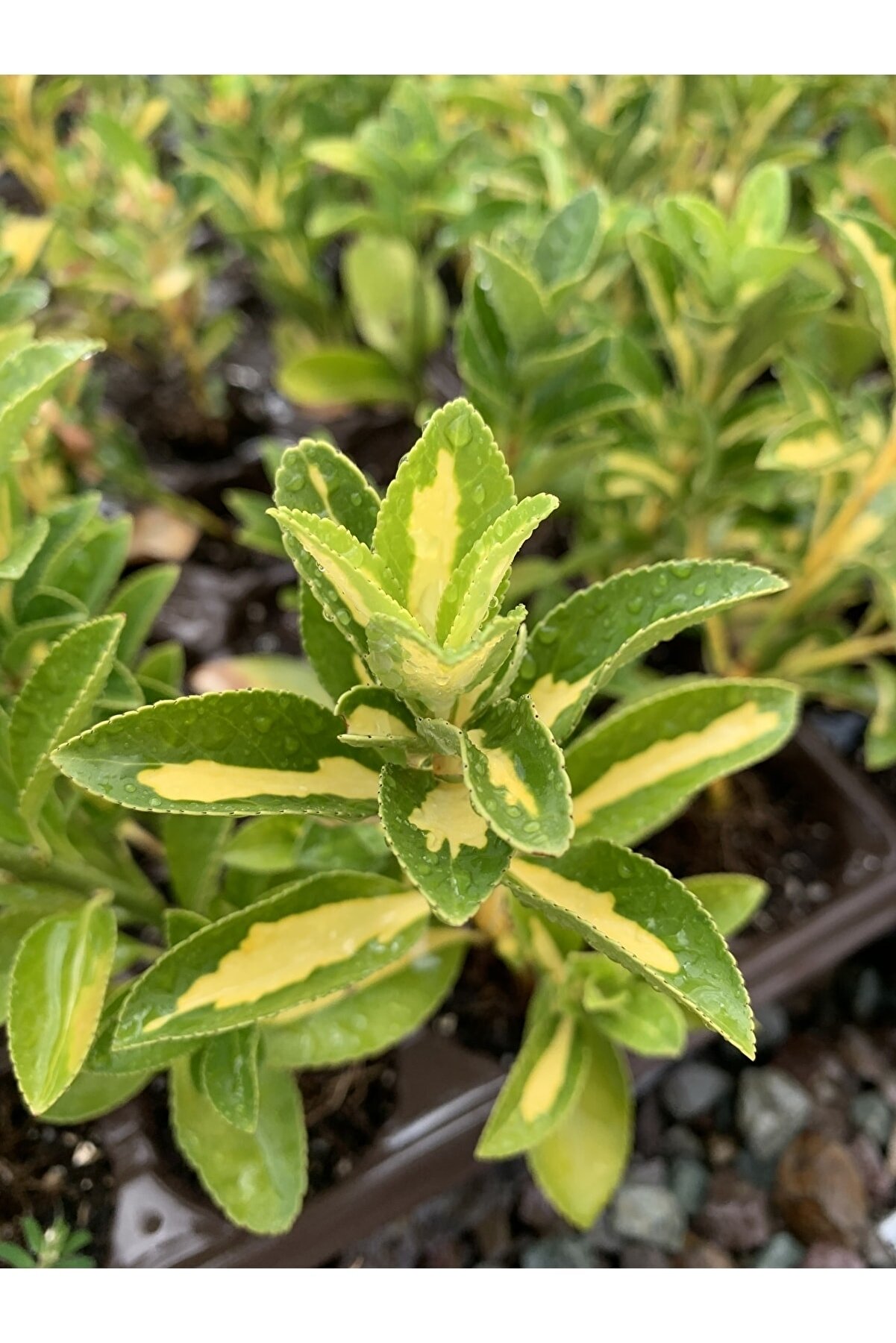 RetroCicekcilik 10 Adet Sarı-Yeşil Alacalı Taflan Bitkisi Fidesi Fiyatı ...