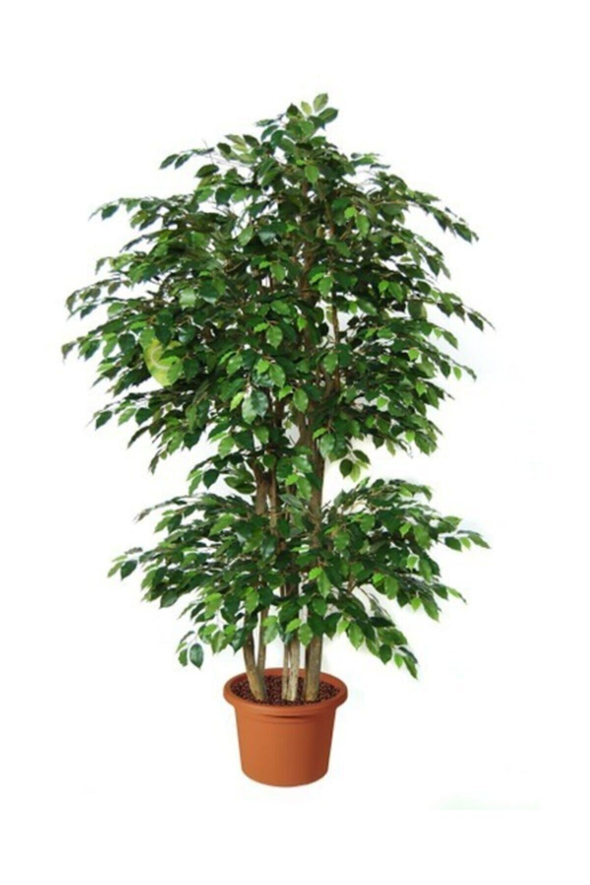 serada decor plant Benjamin Bitkisi Salon Bitkisi - Fiyatı, Yorumları