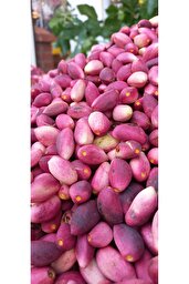 KAVLAK KURUYEMİŞ Taze Yaş Antep Fıstığı 2 Kg Fiyatı, Yorumları - Trendyol