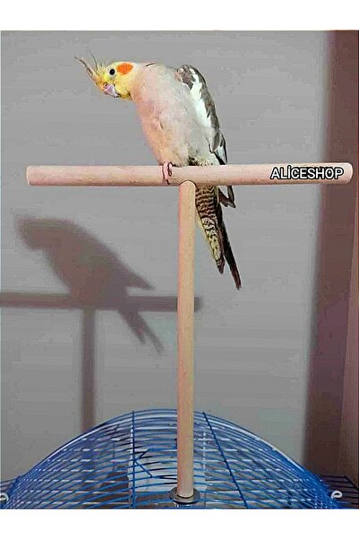 Bird Perches Styles, Prices - Trendyol