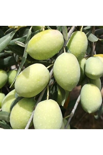 Domat Zeytin Fidanı Fiyatları ve Modelleri - Trendyol