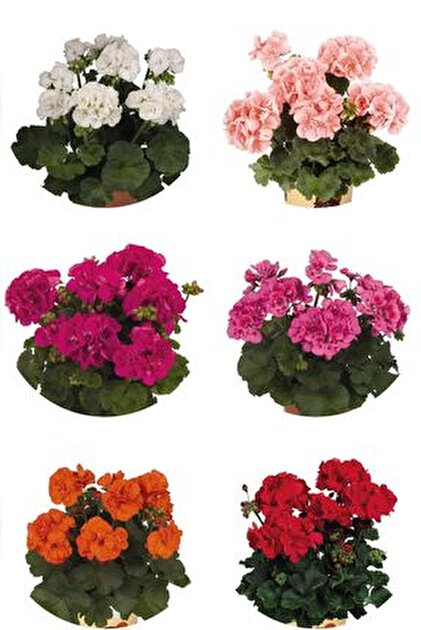 Gardina Sakız Sardunya Fidesi Katmerli ( Sarkan Sardunya Pelargonium ...