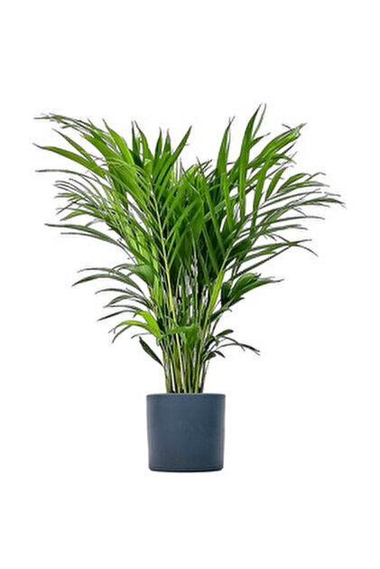 Fidanburada Areka Palmiyesi-Areca Dypsis Lutescens - Terra Cotta Ruby ...