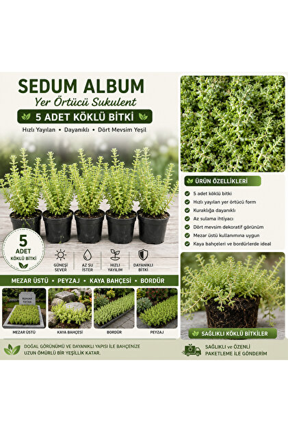 FİDEİSTE 10 Adet Sedum Lineare Variegatum (Alacalı Sedum) Köklü Yer ...