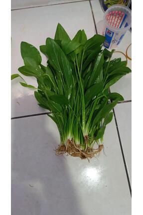 netx Canlı Bitki L067 Echinodorus argentinensis - Fiyatı, Yorumları