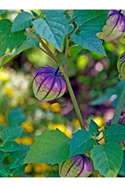 tomatillo nedir