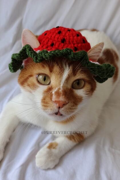 watermelon cat hat