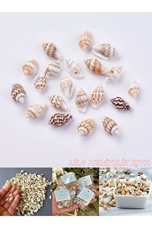 Trendyol Deniz Kabuğu Gongaz Süs Dekoratif Akvaryum Süsleme 5-6 Cm 5 Adet HMG0001 | Fiyat Arşivi