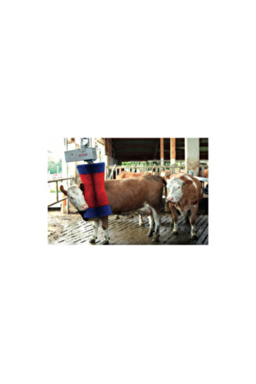 Inek Kız Gibi Giyinmek Nasıl