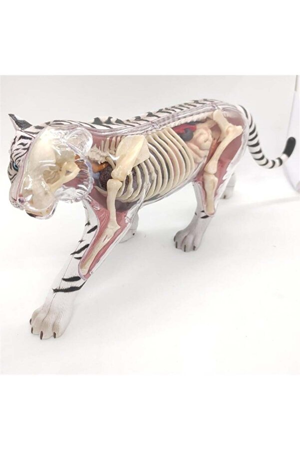 4D Master Vision Toy White Tiger Anatomy Model - Trendyol