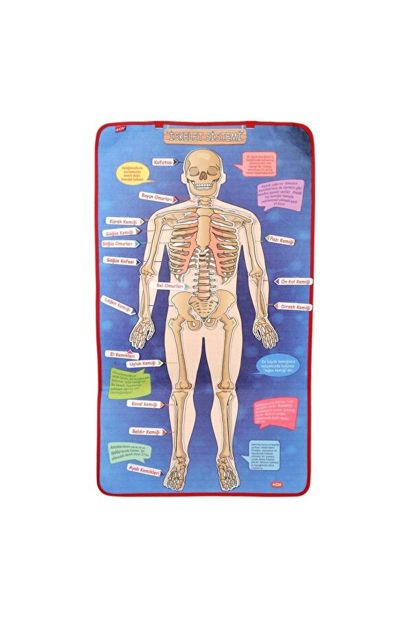 Astra Market Skeleton System Felt Wall Panel, Educational Toy - Trendyol