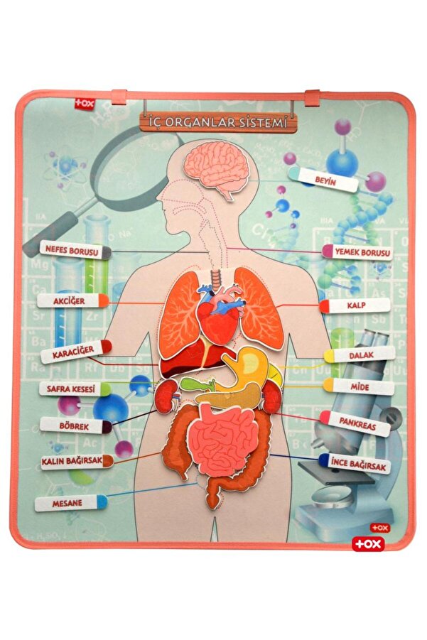 HayMed Lisinya247 Internal Organs System Felt Wall Panel, Educational ...