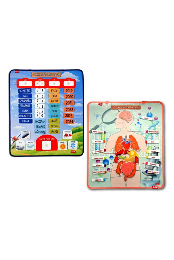 BilfolD 69 Pieces Set of 2 - Learning Internal Organs and Calendar ...