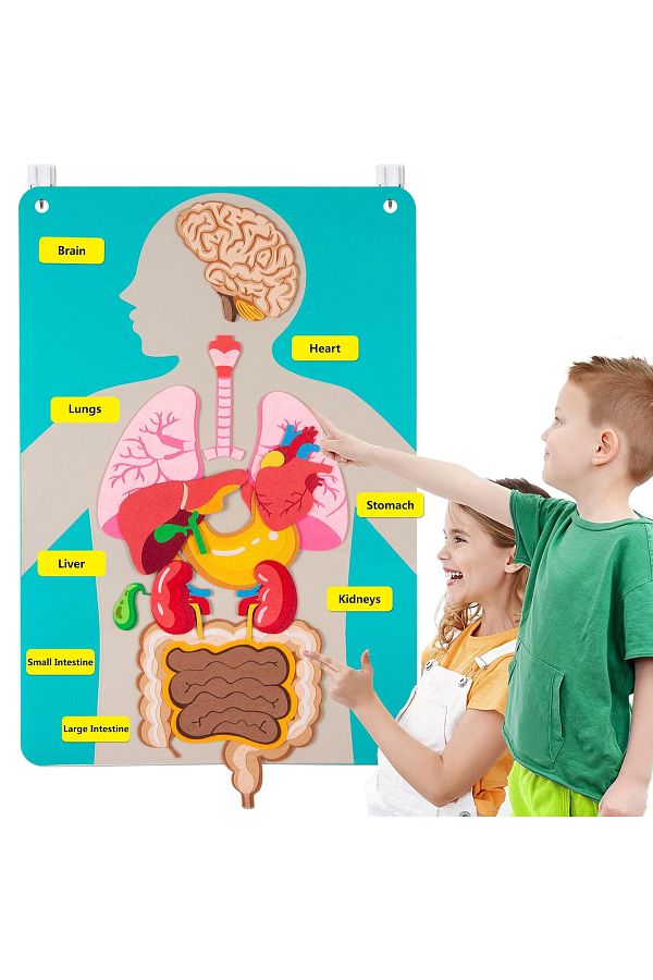 Choice Human Body Educational Learning Board Body Parts Learning Wall ... Choice Human Body Educational Learning Board Body Parts Learning Wall ...