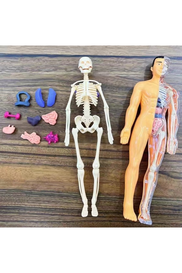 CONUSEA 3D Human Body Torso Model Mannequin Science Education Cognitive ...