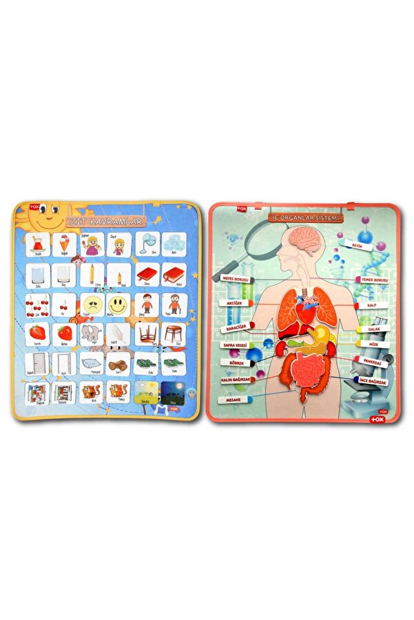 YONCA MODA Lisinya247 2 Sets - 62 Pieces Internal Organs and Contrast ...