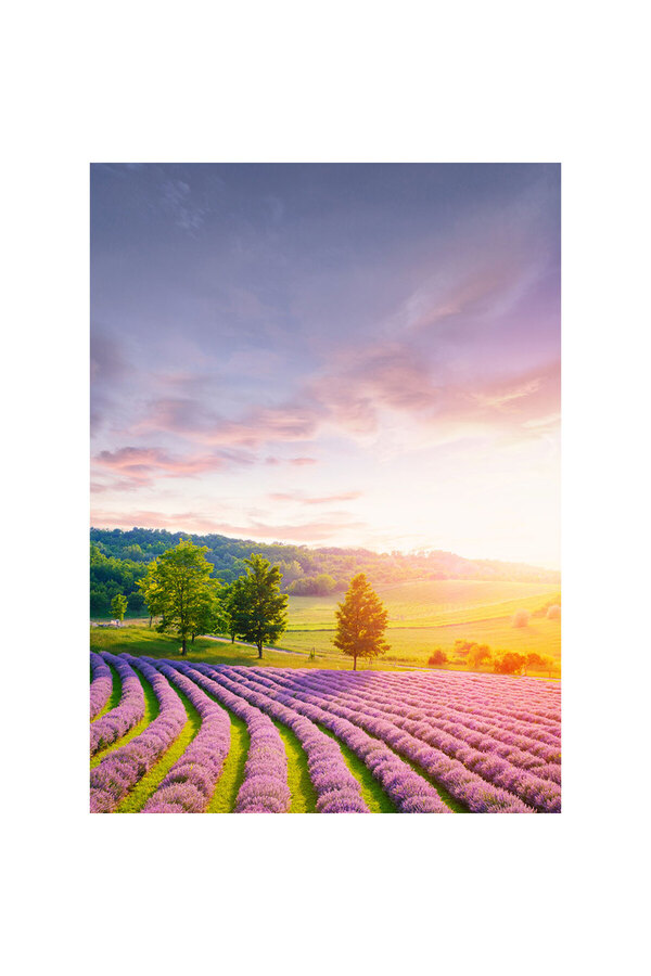 Homelux Painting 50x70 cm, lavender, glass - Trendyol