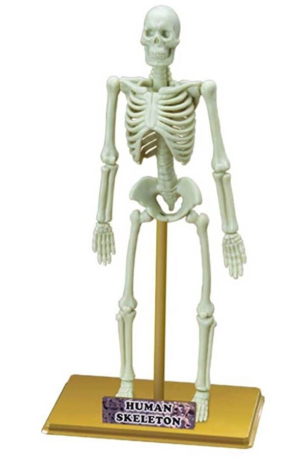 Barbie Human Skeleton Science Kit - Trendyol