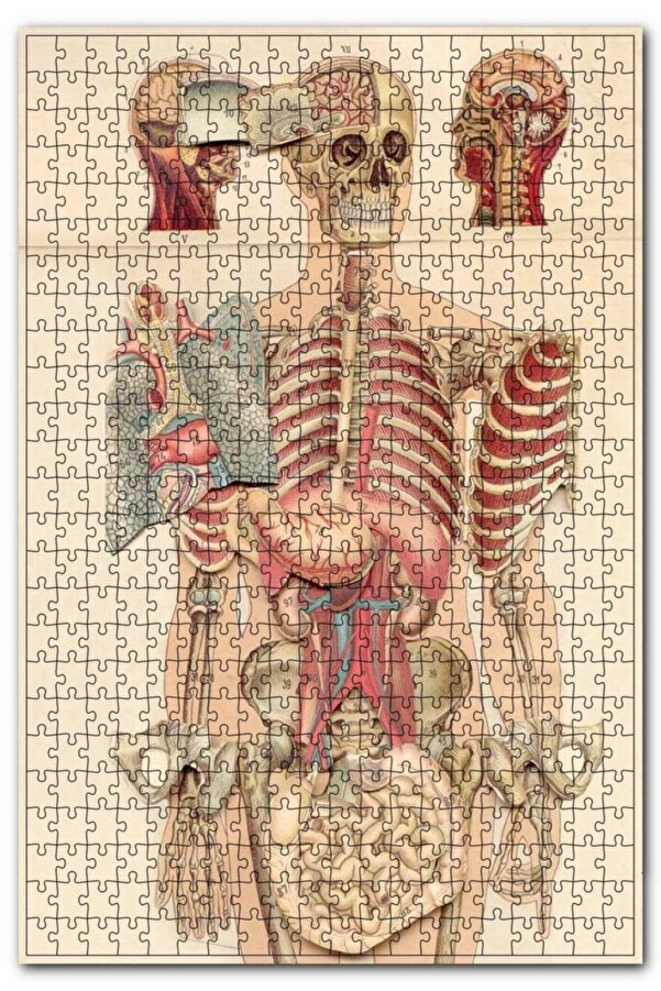 Cakapuzzle Internal Organs Human Anatomy Visual 120 Piece Puzzle Jigsaw ...