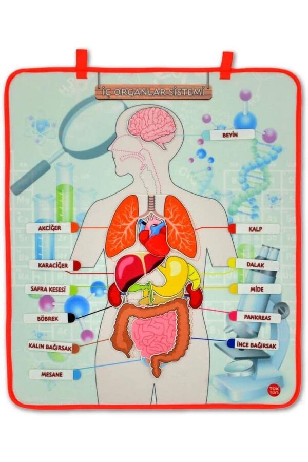 my aksesuar Chicshopx Internal Organs System Velcro Panel 0 Star Shop ...