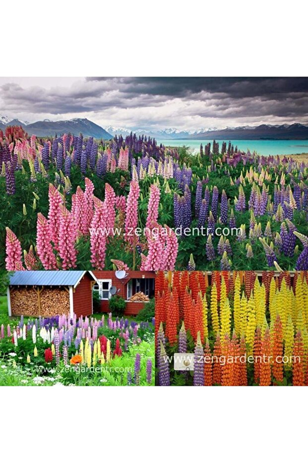 ZENGARDEN EV VE BAHÇE Kokulu lupin tohumu renkli karışım lupine russell ...