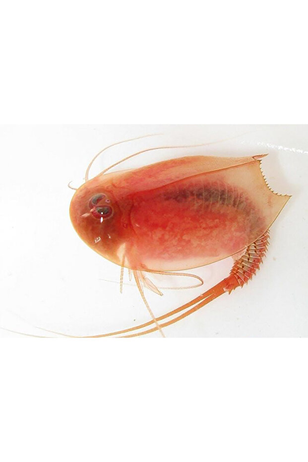 Yaşayan Fosil Fossil Pink Vivid Triops Grow Kit Living from Dinosaurs ...