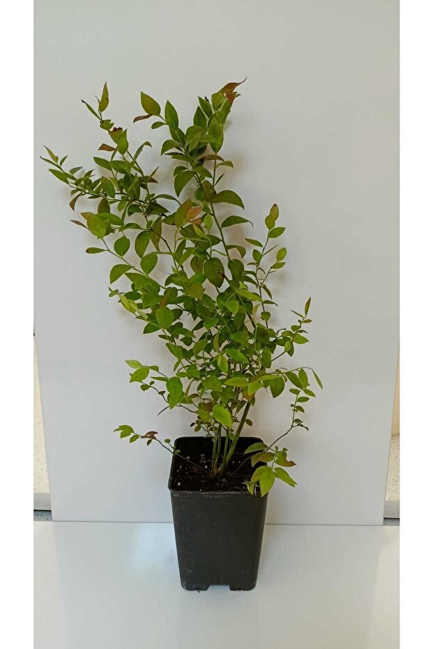 körfezgardens Yaban Mersini Fidanı 3 Yaşında Meyve Veren (brigitta ...