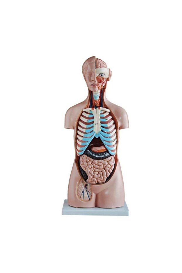 Eğitim Maketleri Cinsiyetsiz İnsan Anatomi Maketi - Torso Modeli - 85cm ...