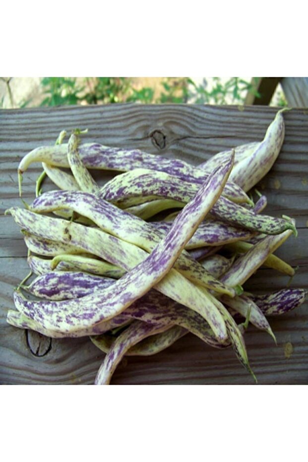 Genel Markalar Meşhur Çilli Ayşe Fasulye Tohumu 10 Tohum Fasülye Tohumu ...