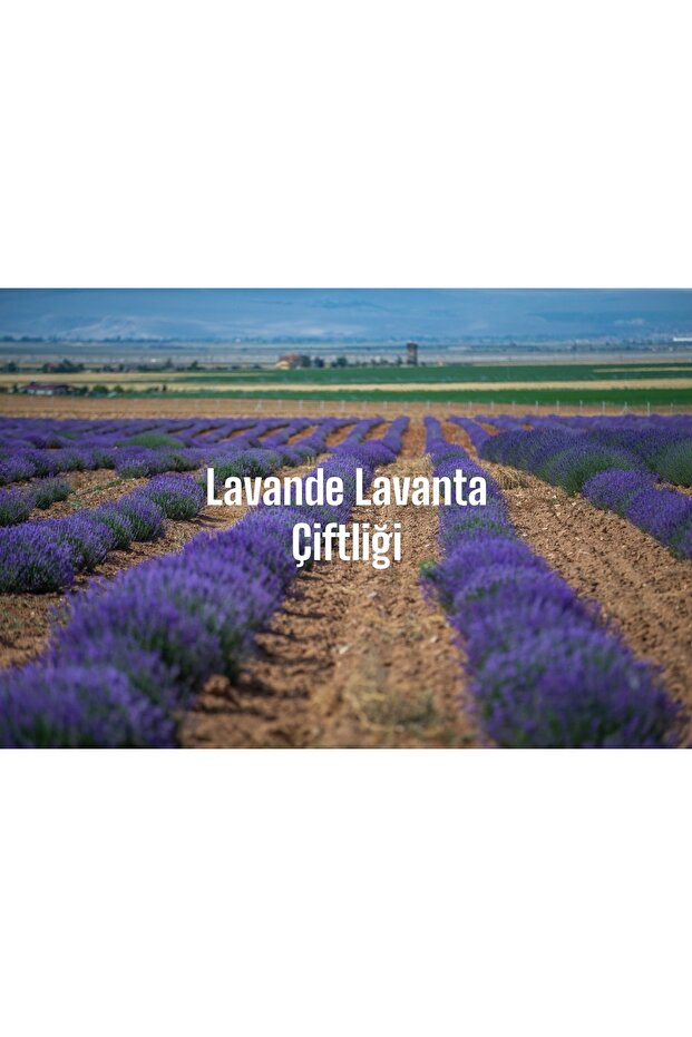 Lavande Lavender Bud Tea-70 Gr (2025-New Season Production)- Trendyol