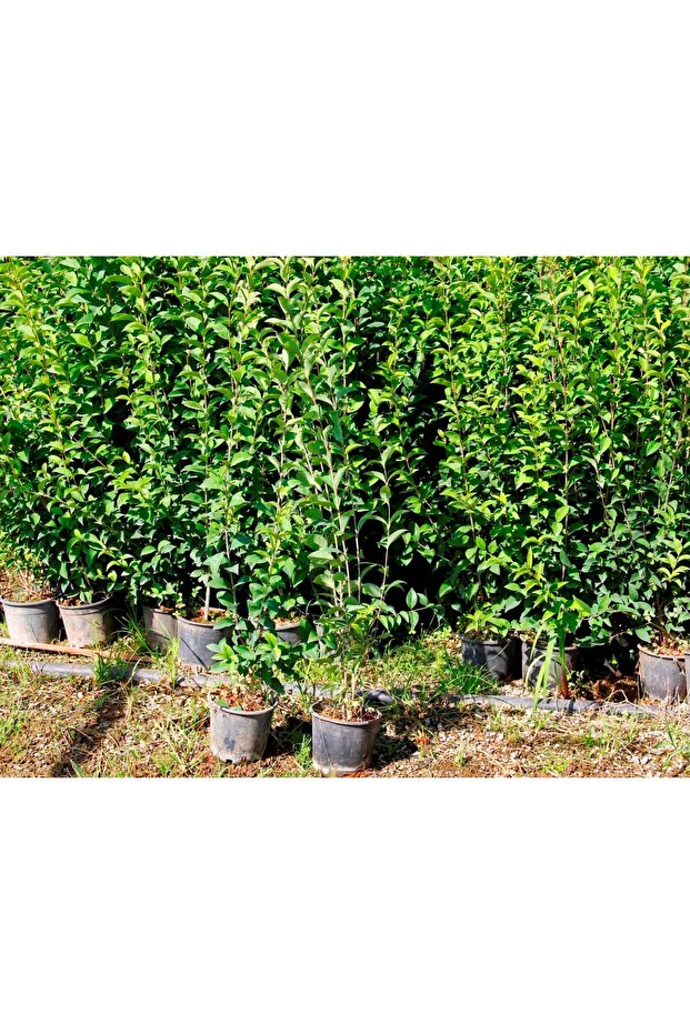 Tunç Botanik LİGUSTRUM KURTBAĞRI 20 ADET 100-120 cm - ÇİT BİTKİSİ ...