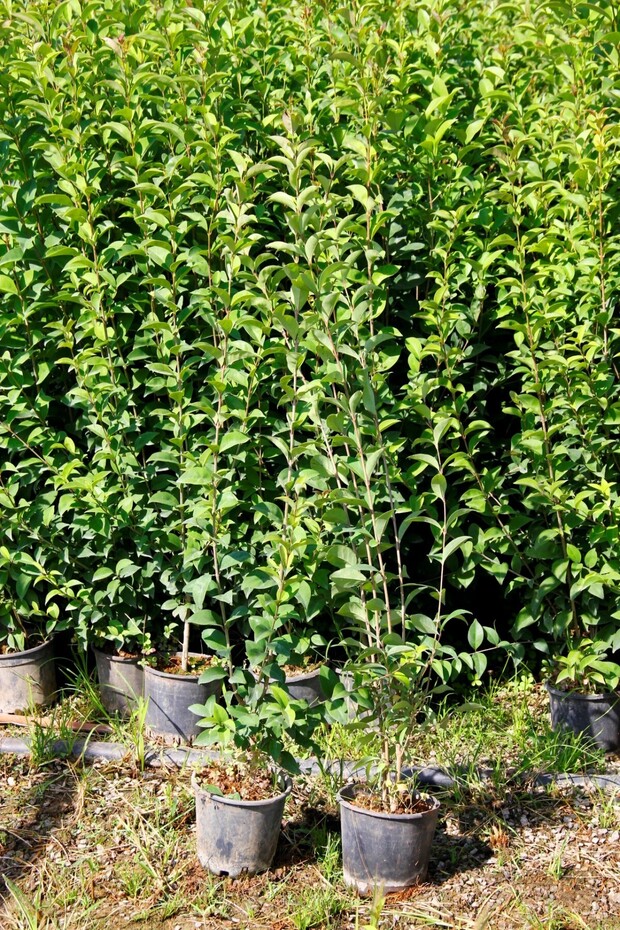 Tunç Botanik LİGUSTRUM KURTBAĞRI 20 ADET 100-120 cm - ÇİT BİTKİSİ ...