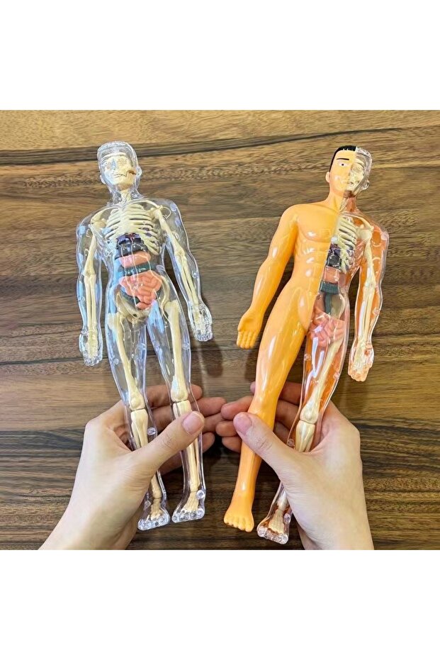 Choice 3D Mannequin DIY Human Skeleton Body Torso Model Educational ...